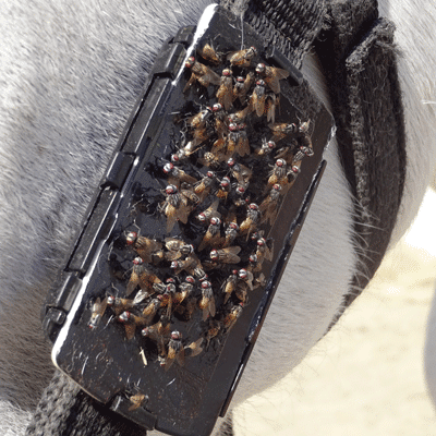 Strategi Folden - Flypad